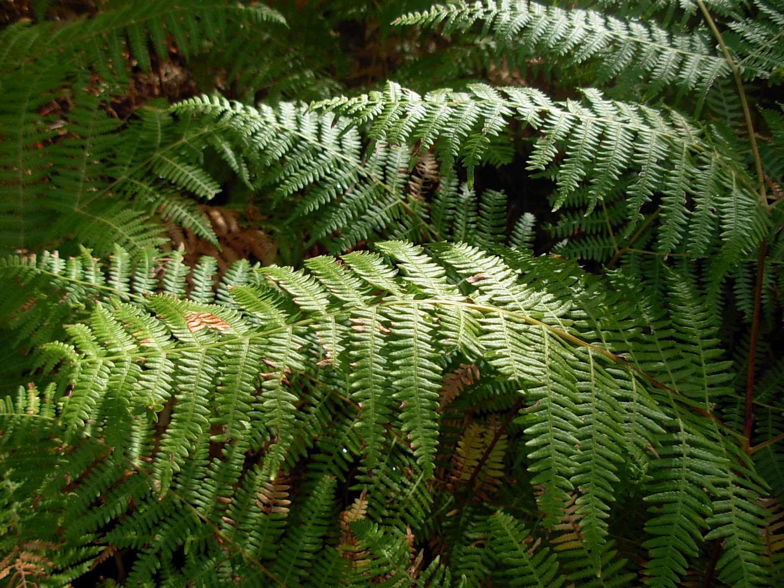 PlazaNavaluenga: Helechos