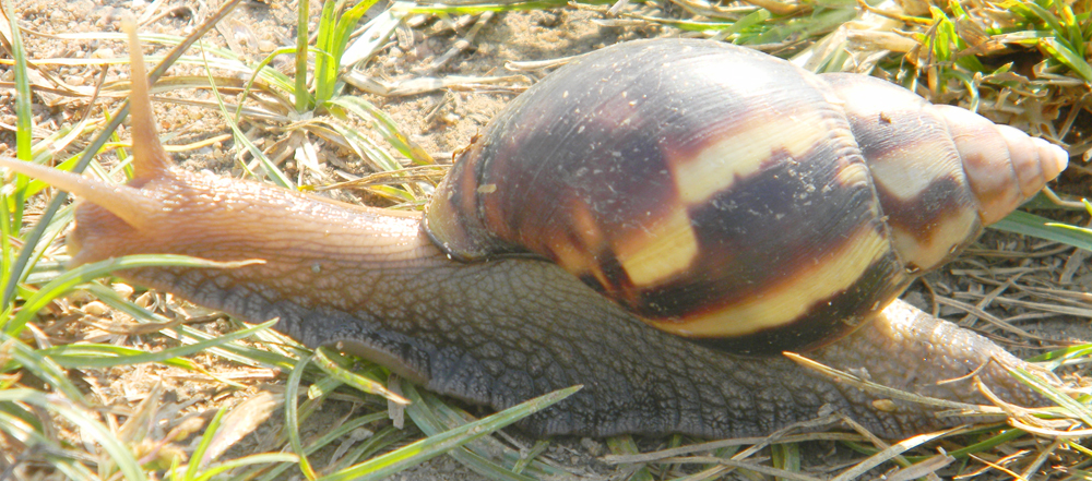 ललितडॉटकॉम: घोंघा बसंत: आदर्श घुमक्कड़ …………… ललित शर्मा