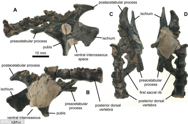 Species New to Science: [Paleontology • 2013] Vectidraco daisymorrisae ...