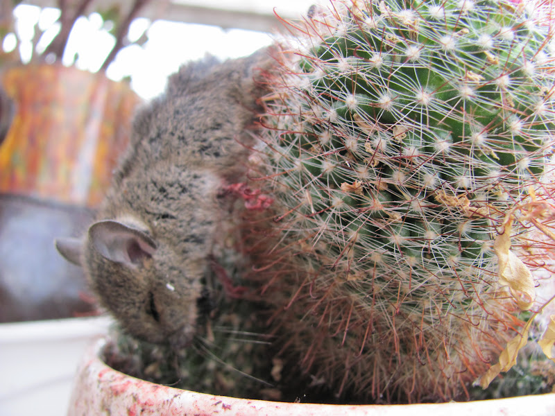 Just Say Noam!: Mouse Crucified On A Cactus