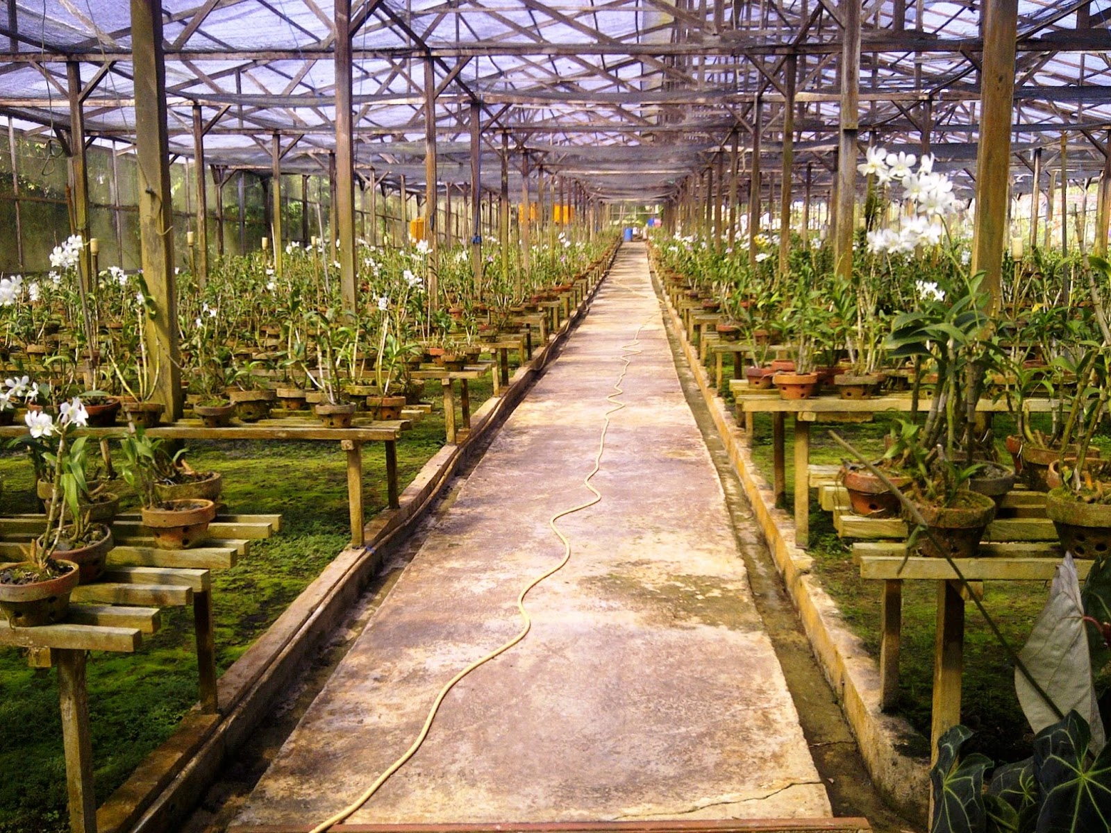 her journey's: Kebun Raya Anggrek Tarakan