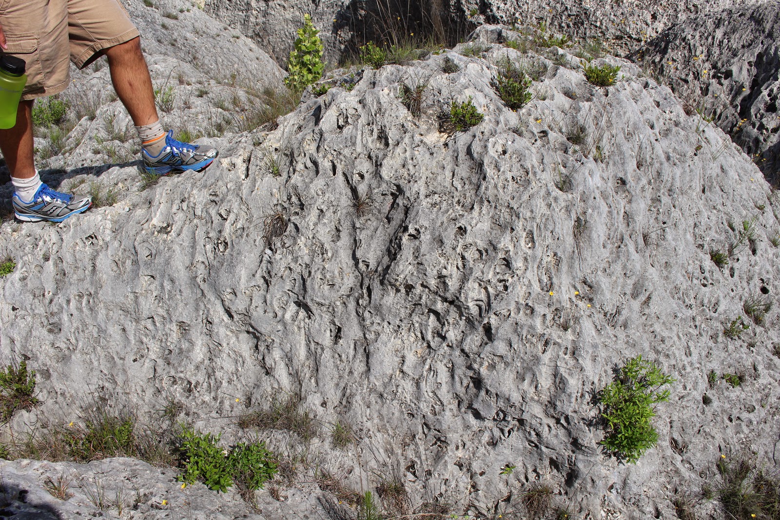 Finding Fossils...: Fossil Reefs around Austin