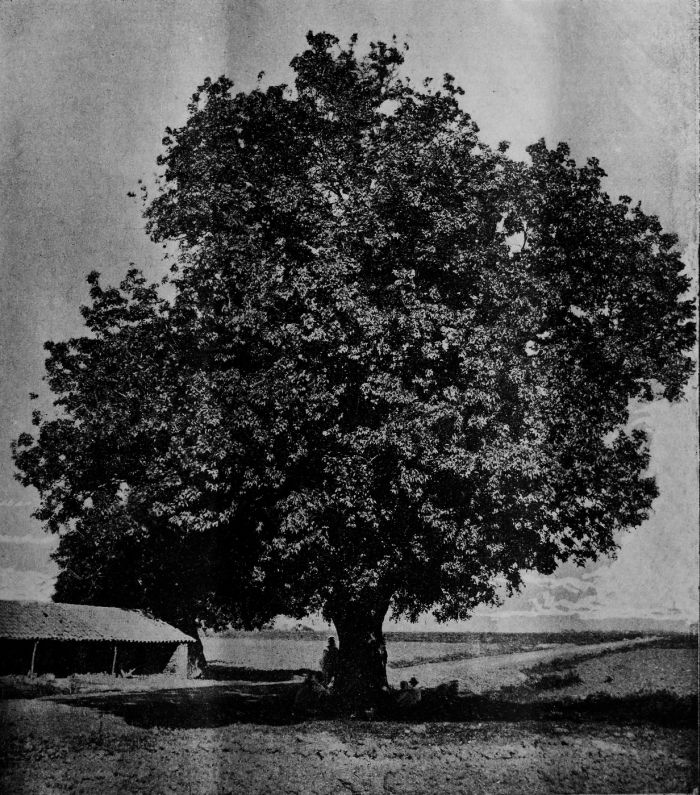 Future Plants by Randy Stewart: Tropical and Dry Climate Legume Trees