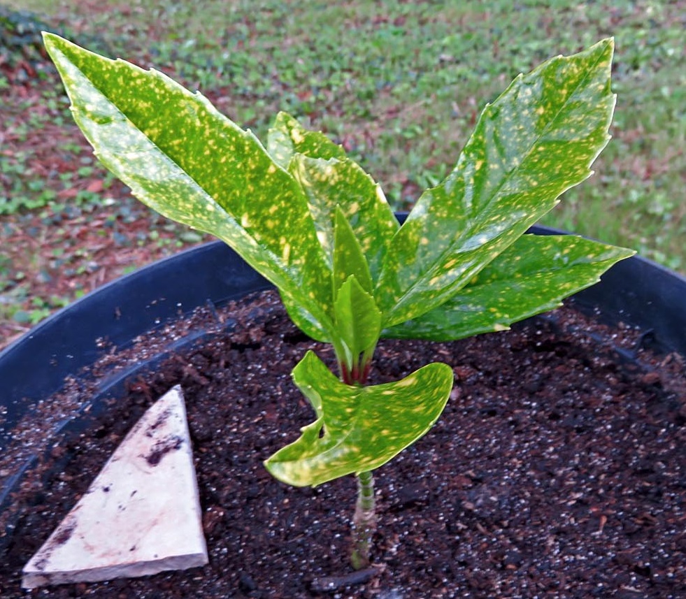 HOW TO GROW AUCUBA JAPONICA FROM CUTTINGS |The Garden of Eaden