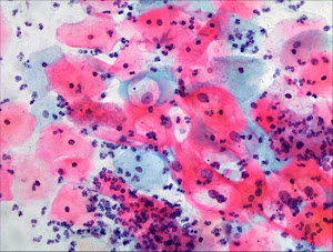 Histologia y citologia