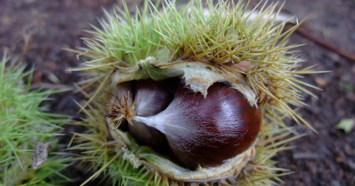 HERBAL PICNIC: SWEET CHESTNUT