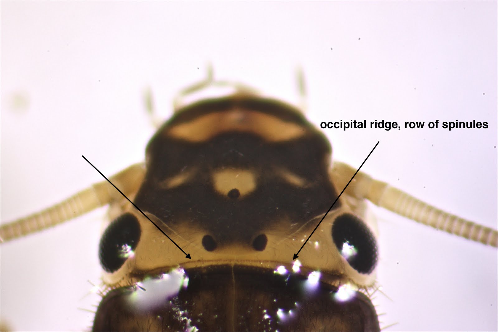 Aquatic Insects of Central Virginia: Same Old, Same Old -- With One ...