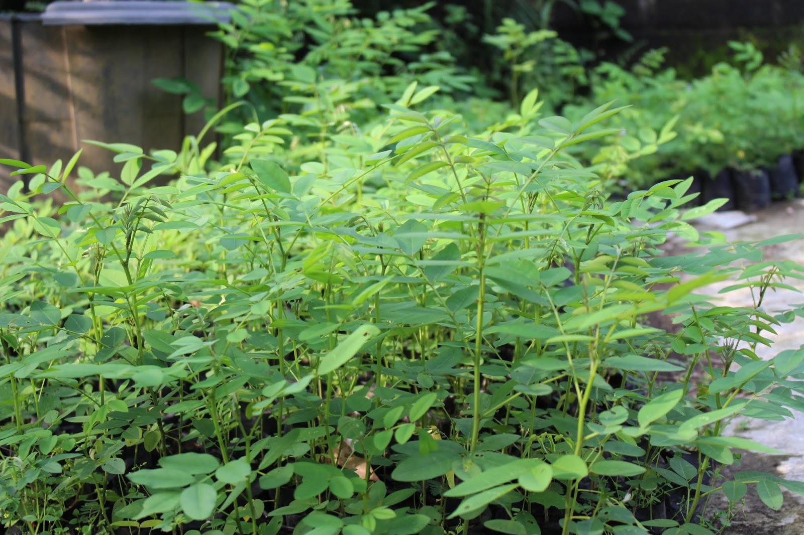 5 Keunggulan Indigofera sp ~ Jual Benih Rumput Odot