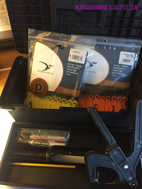 the life of a cow chick: tagging box