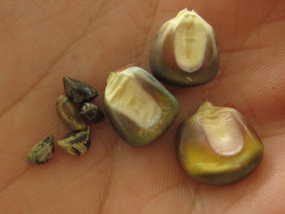 Arrowhead Alpines Blog: Growing a bit of ancient history.