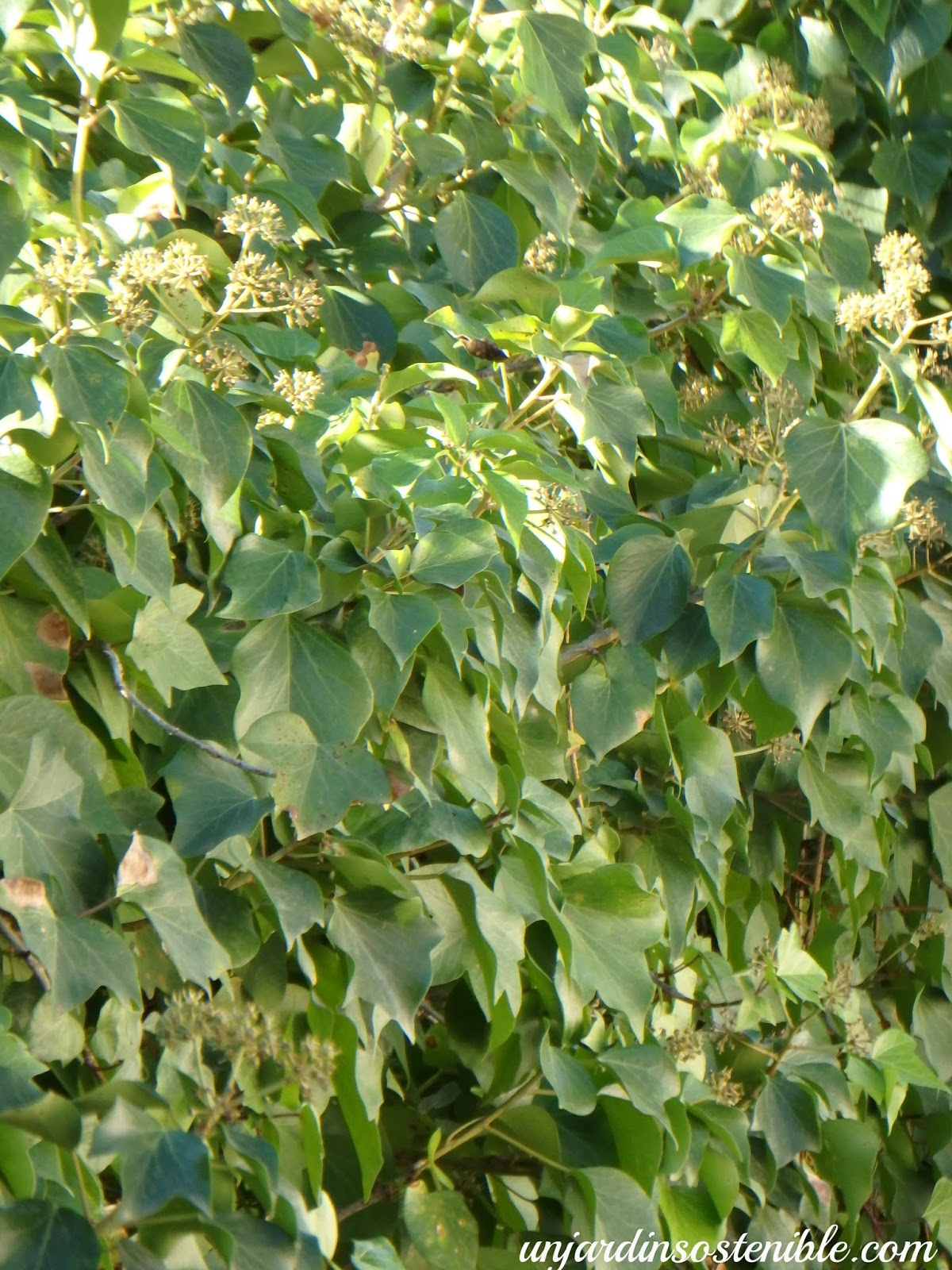 Hedera helix (Hiedra común, Yedra común)