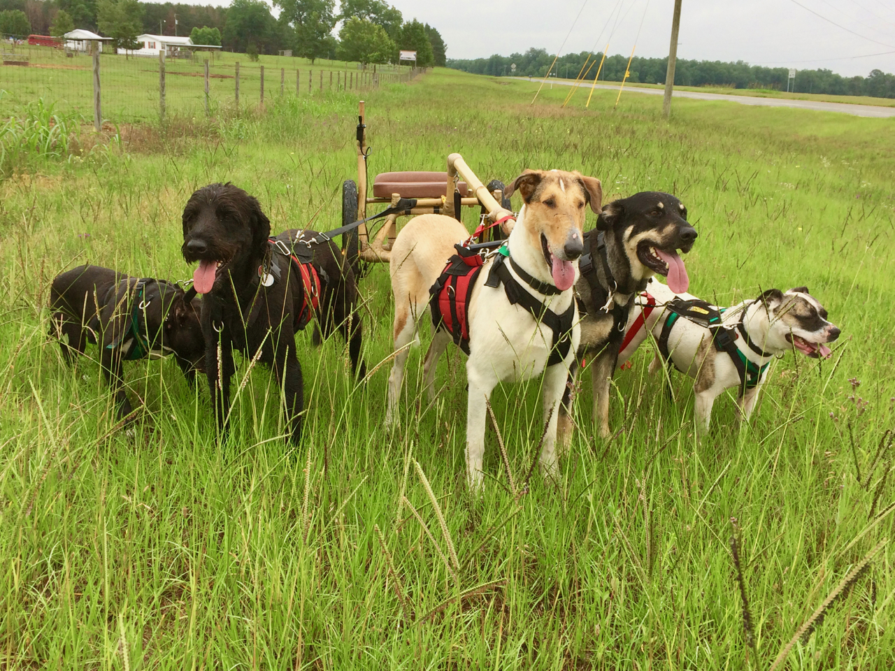All things Collie: The Versatile Collie - Sulky driving