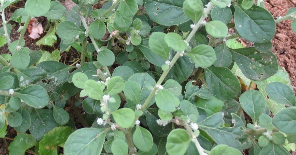 පොල්පලා [Polpala] (Aerva lanata) ~ අපේ ඔසුපැළ Medicinal Plants of Sri Lanka