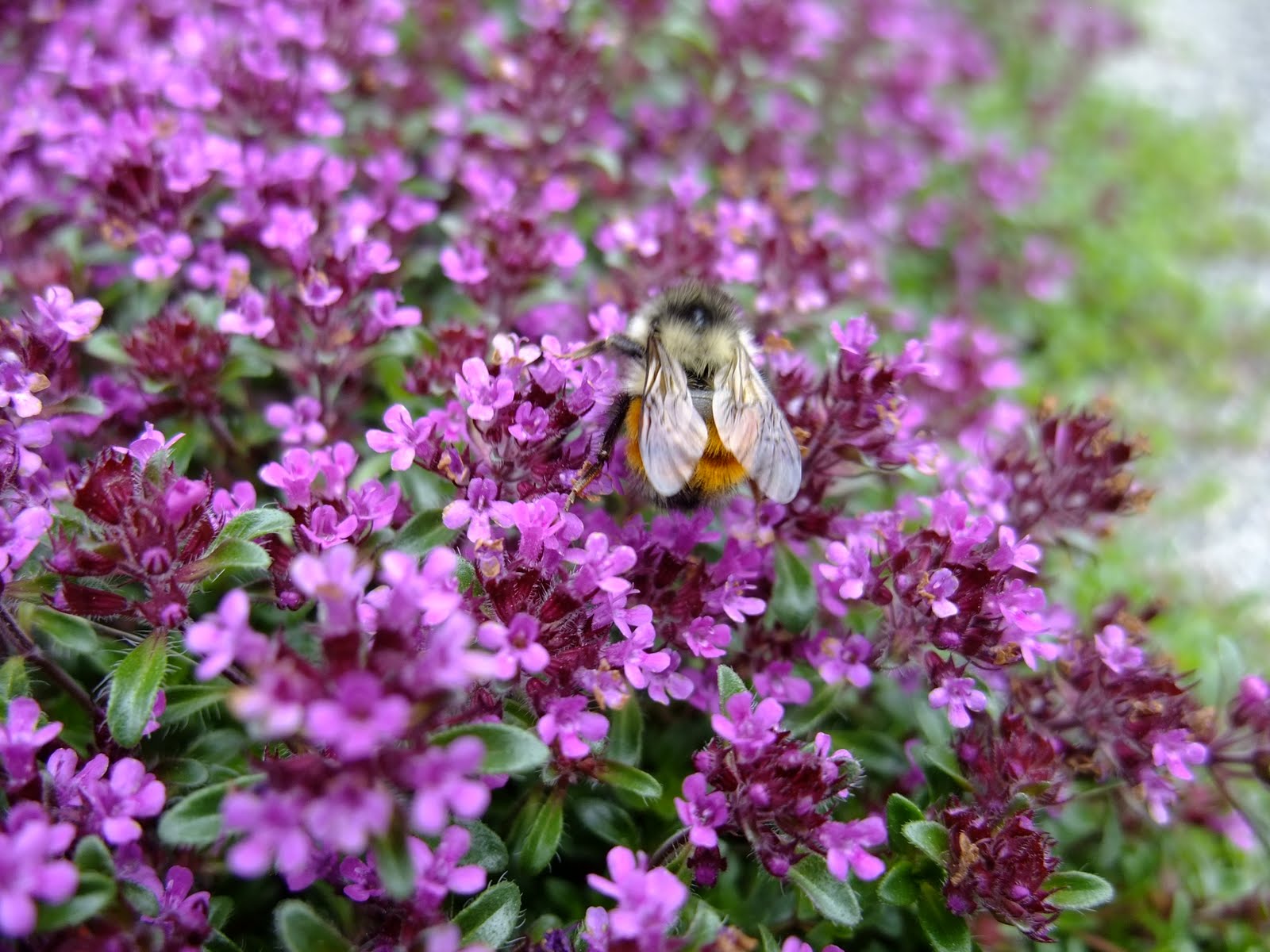 Beediverse.com: Bee attractive sage ground-cover- Quadra island
