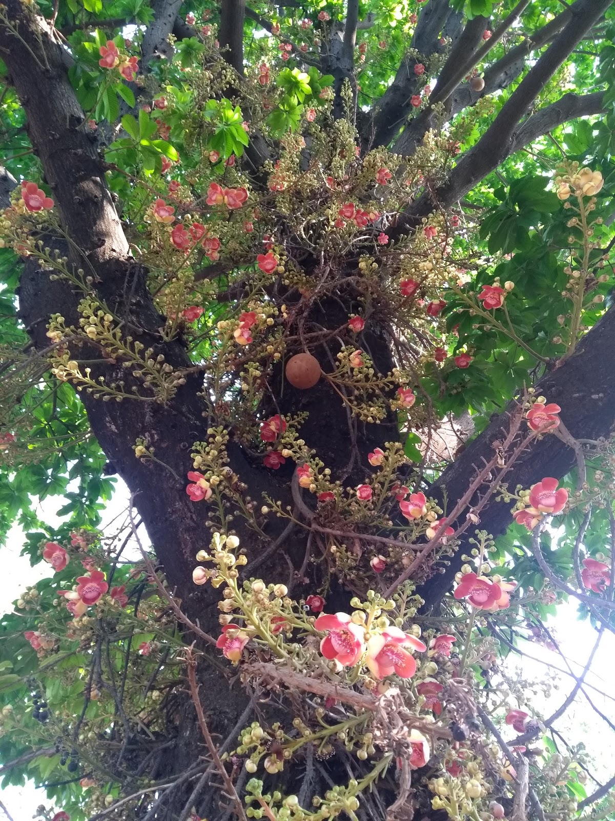 Spice of Life!: Cannon Ball Tree (ThursdayTreeLove)