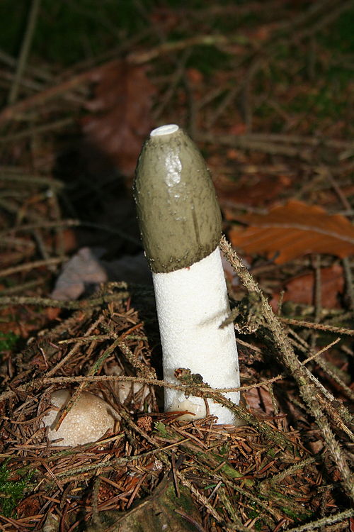 Real Monstrosities: Common Stinkhorn