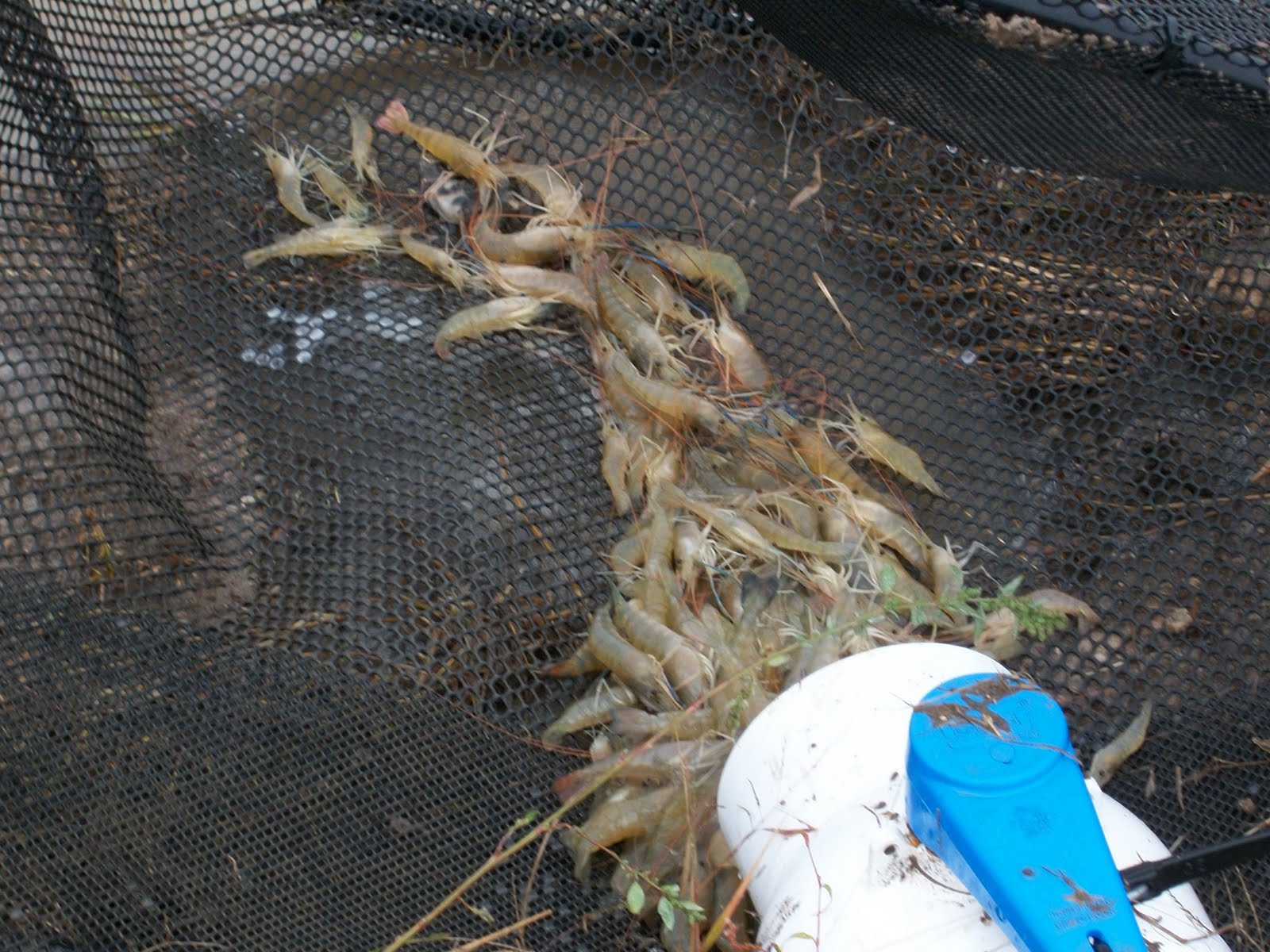 Missouri Beginning Farming: Freshwater Prawn Production in Missouri