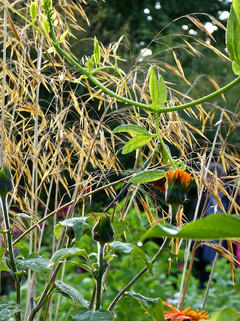 Grand Tour - Perch Hill