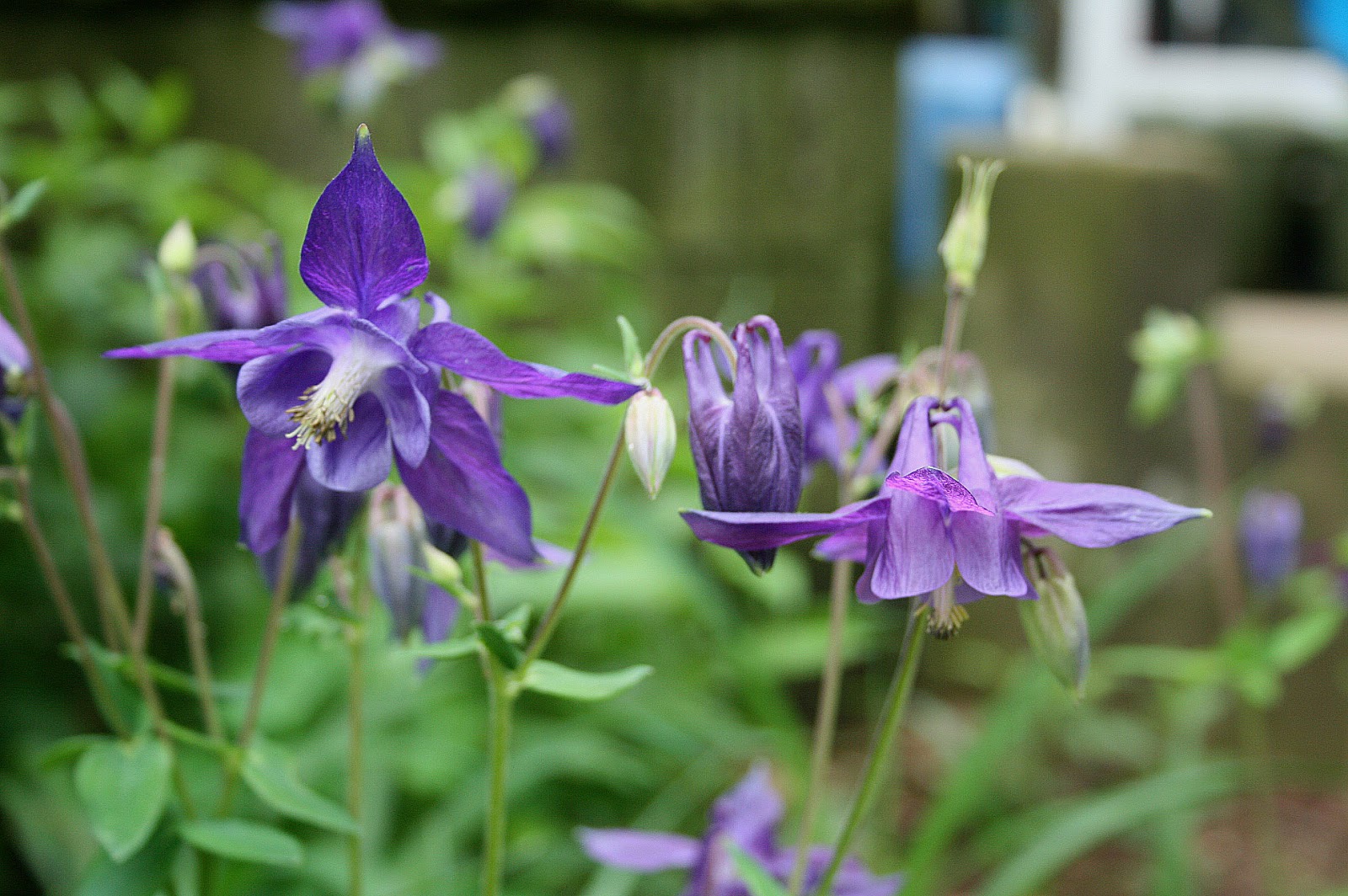 A Hocking Hill's Garden