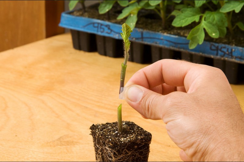 El cuexcomate: Injertando jitomates: ¡sí se puede!