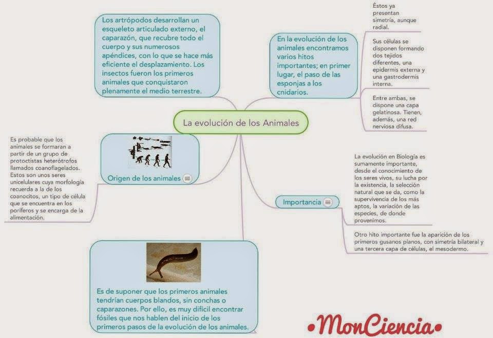 •MonCiencia•: Evolución de los Animales