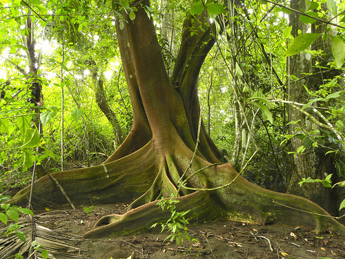 ECOSISTEMAS DE COSTA RICA: BOSQUE TROPICAL MUY HÚMEDO MONTANO BAJO