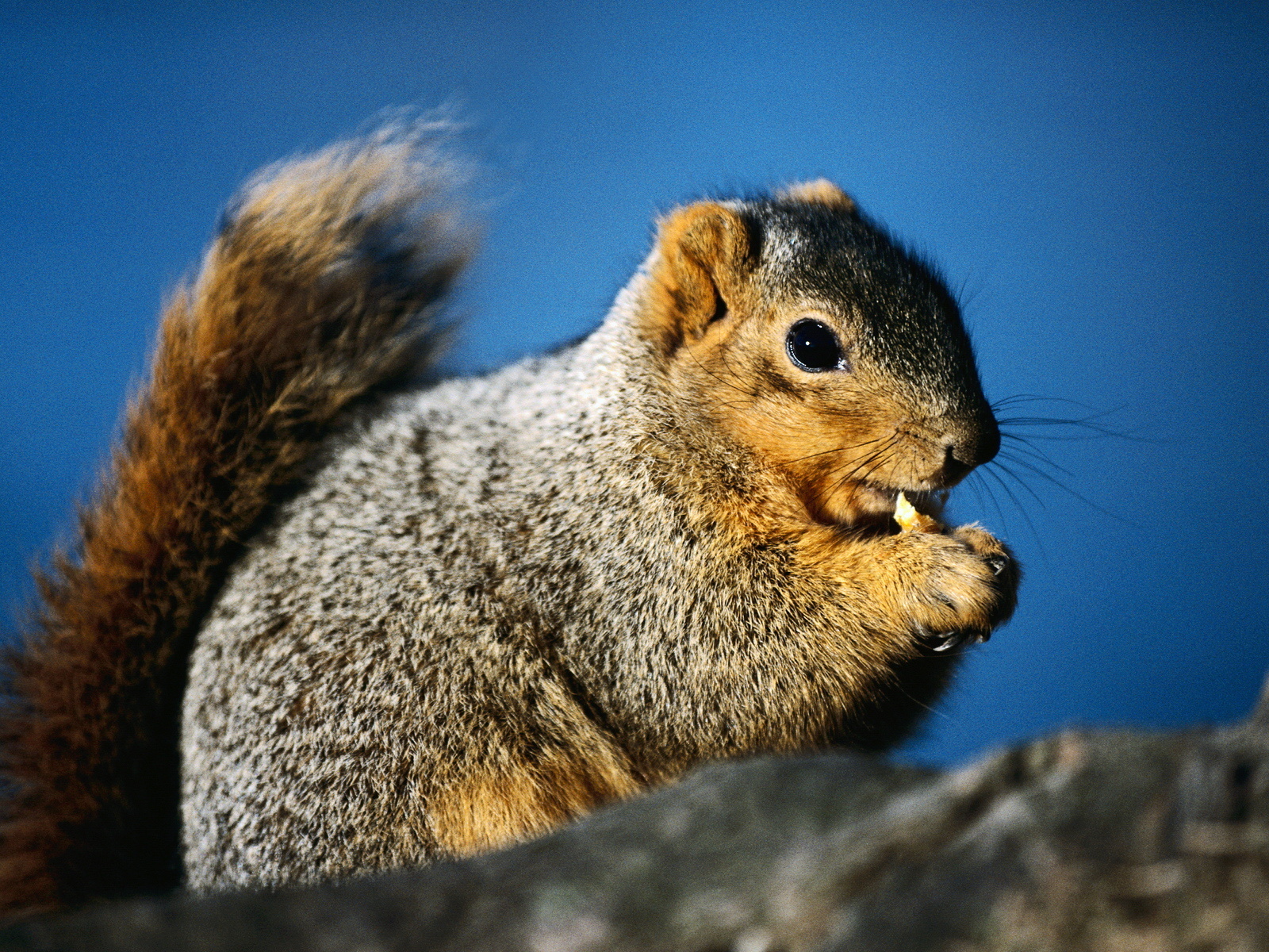 Fotos de ardillas comiendo en bosques