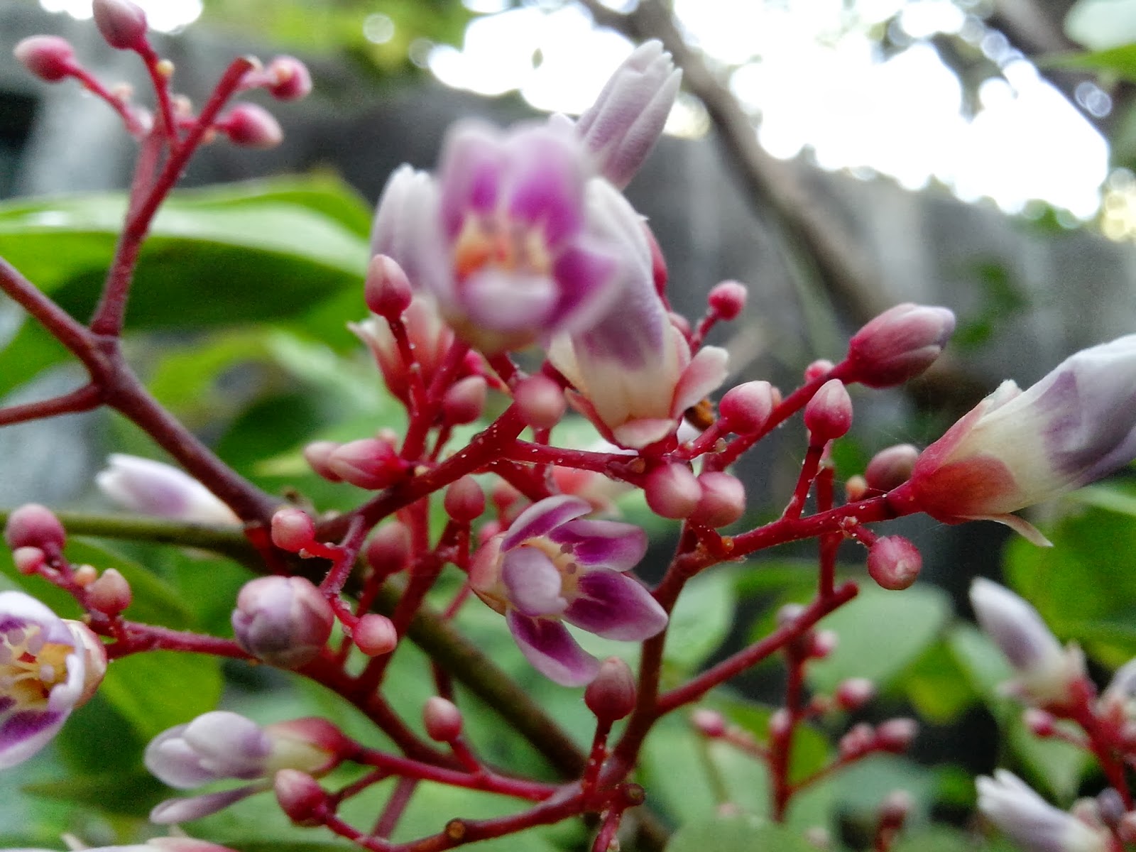 Endah Murniyati's Journey: FLOWER OF THE WEEK - STAR FRUIT