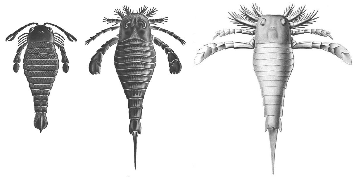 Written In Stone...seen through my lens: The Eurypterid “Eurypterus ...