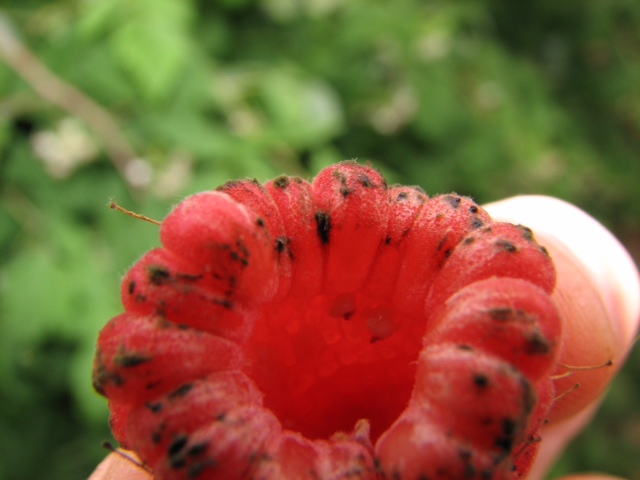 Team Rubus: Mysterious spots on tunnel raspberries