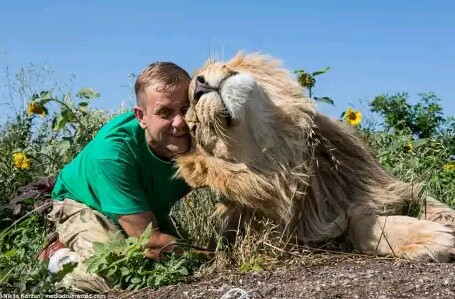 Check out The World Friendliest Lion, Who Loves To Kiss And Cuddle Humans