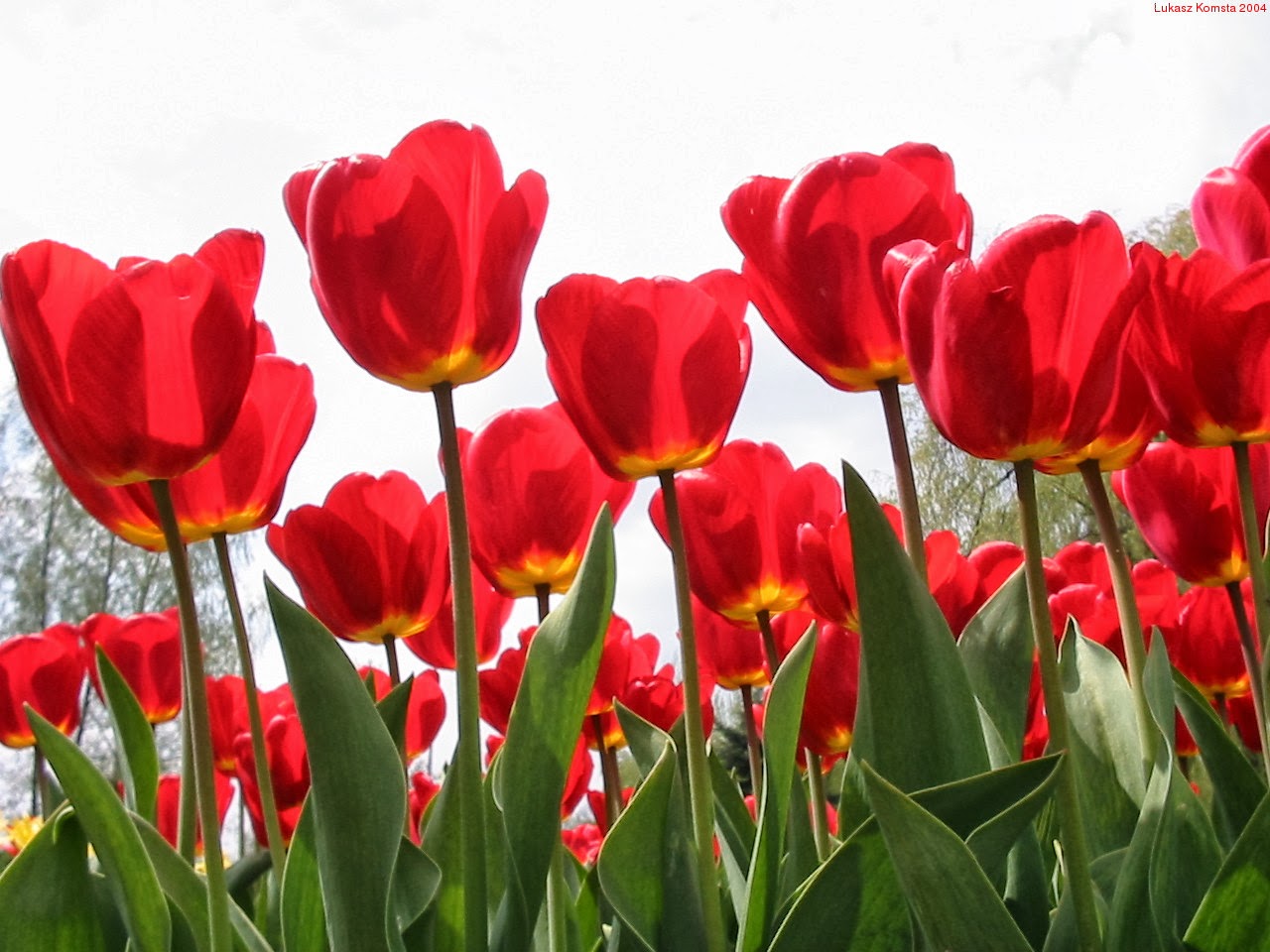 Lale çiçeği resimleri | Anlamlı Resimler