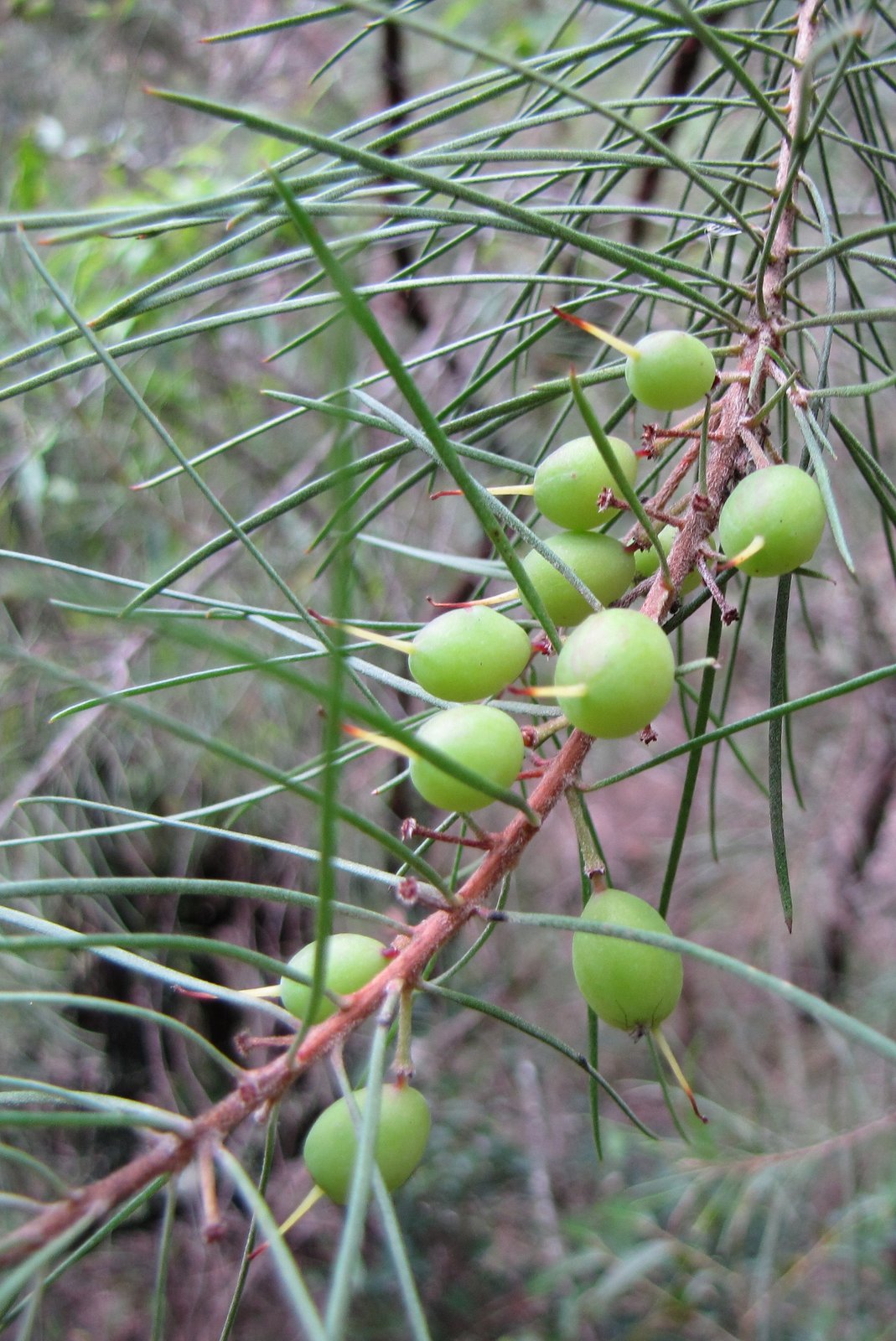 Flora Friday in Oz: Cattai National Park (Mitchell Park) NSW 15th June 2012