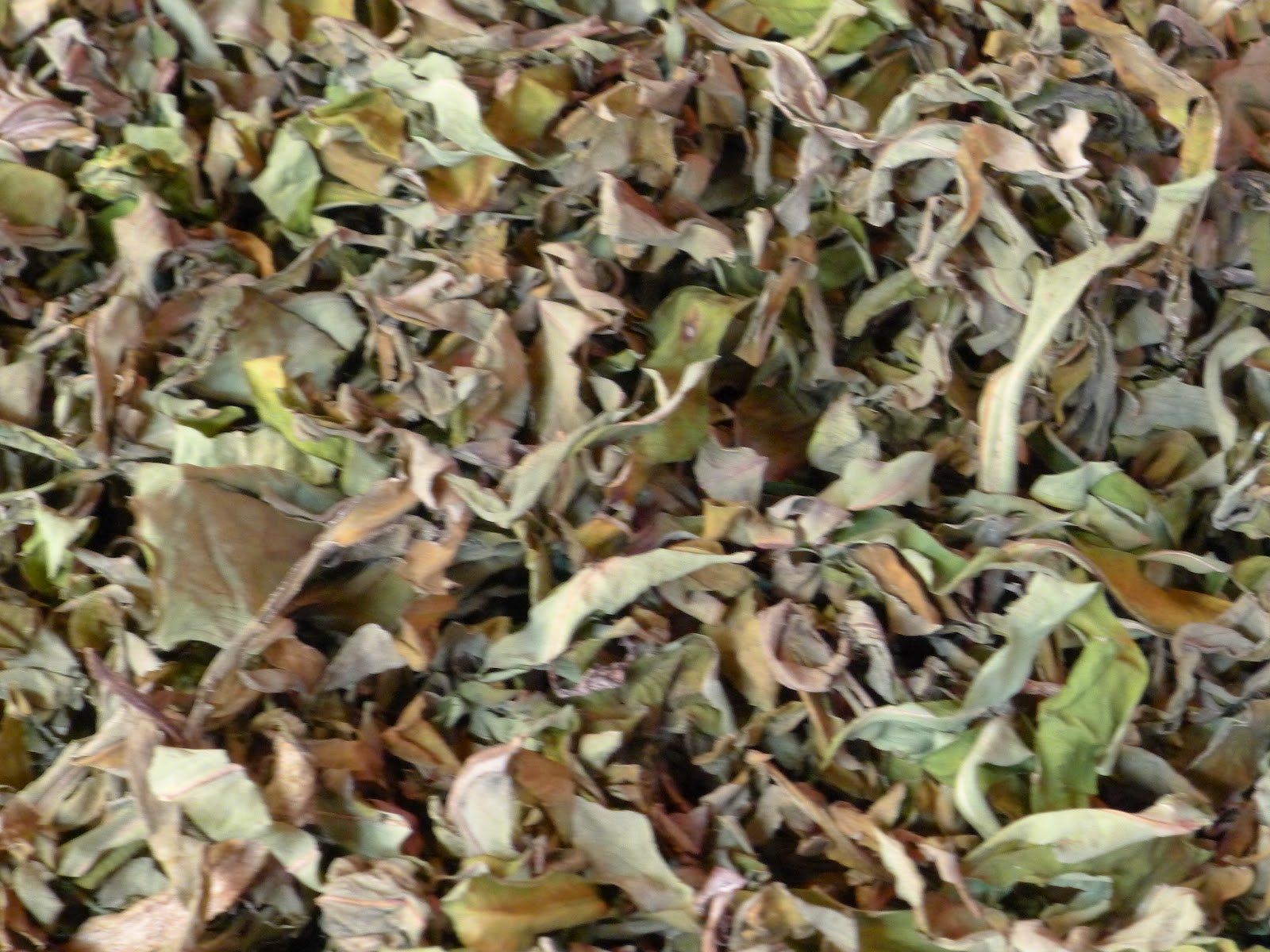 adventures in sustainability: Vegetables at the Legazpi City Market ...