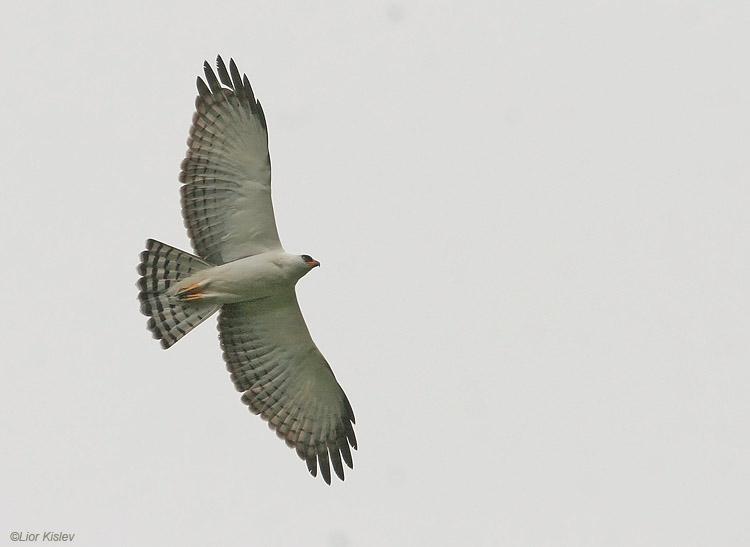 Argentina nativa: Águila viuda (Spizaetus melanoleucus)