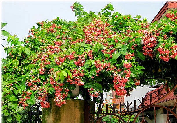 PHILIPPINE HERBAL PLANTS AND THEIR USES: NIYOG-NIYOGAN