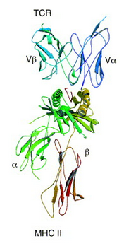 TCR, MHC, CD4 Ternary Complex Structure: Interactions
