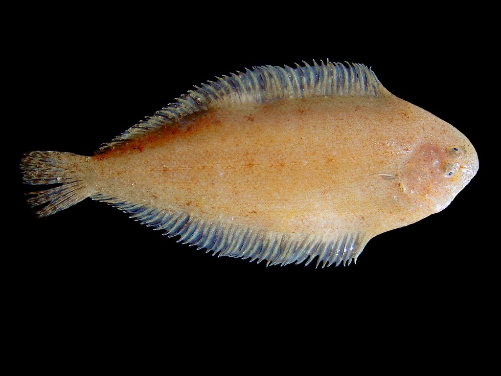 Artes de Pesca: PLEURONECTIFORMES