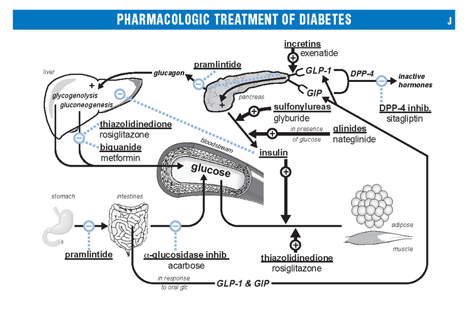Diabetes Treatment Pharmacology at Elizabeth Klug blog