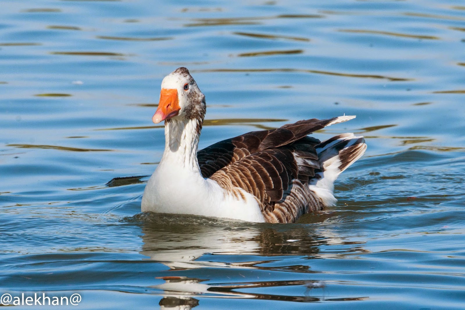 Pájaros, Pajarracos: Ganso doméstico