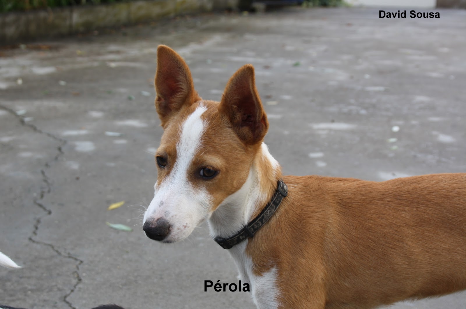 Canil do Coelho: Podengos Portugueses Medios Lisos