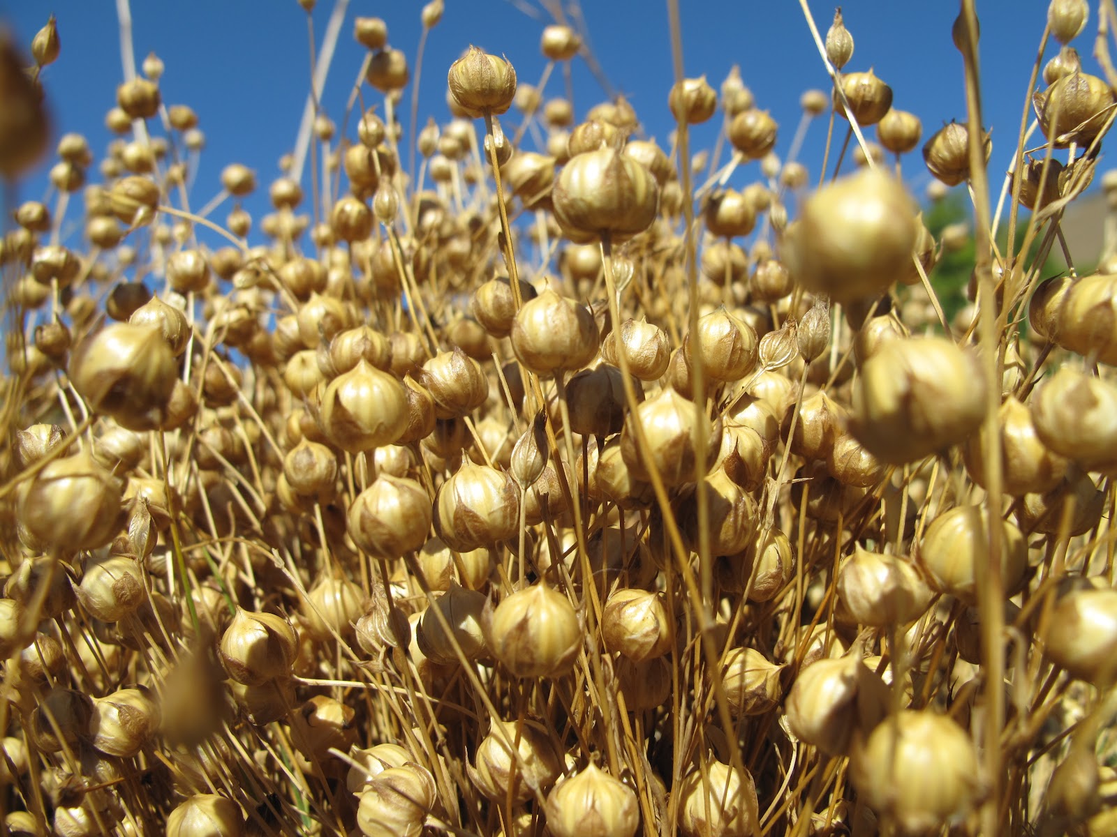 Agrarian Nation: —1874—Flax Culture