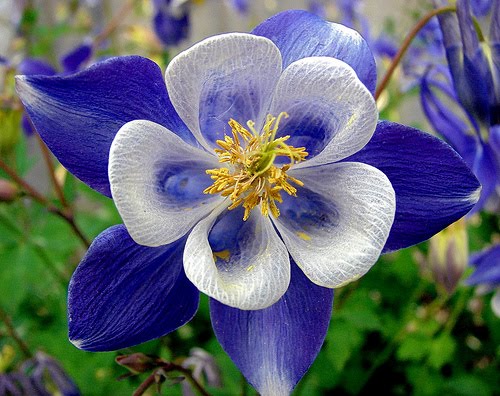 BEAUTIFUL FLOWERS: Columbine Flowers - Pictures & Meanings