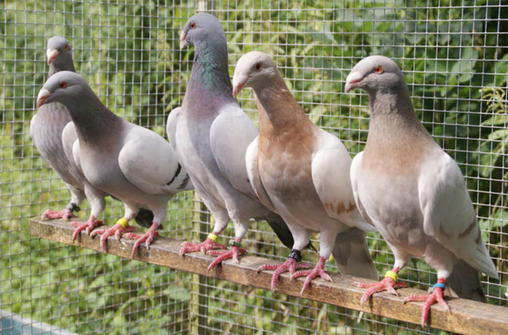 Dutch Beauty Homer pigeons ( Nederlandse Schoonheidspostduif ...