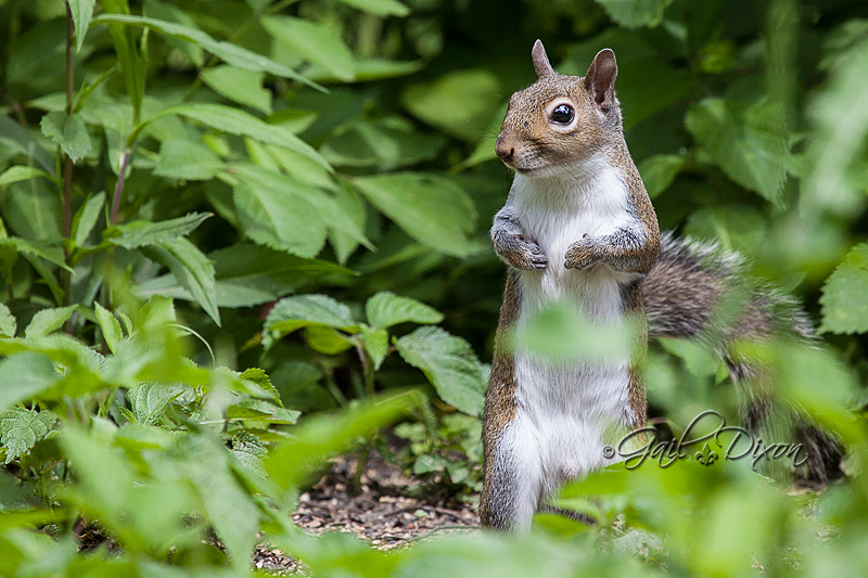 Louisiana Belle: Squirrely