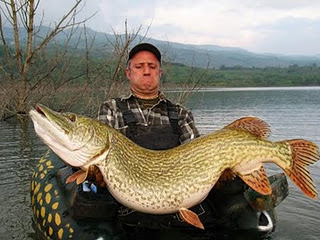 Big Fishes of the World: PIKE NORTHERN (Esox lucius)