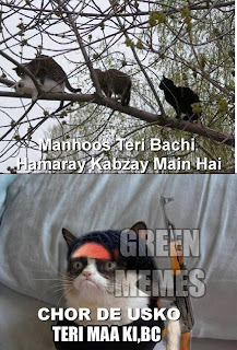 Manhoos Billi Meme - Funny WallPhotos | Funny WallPhotos