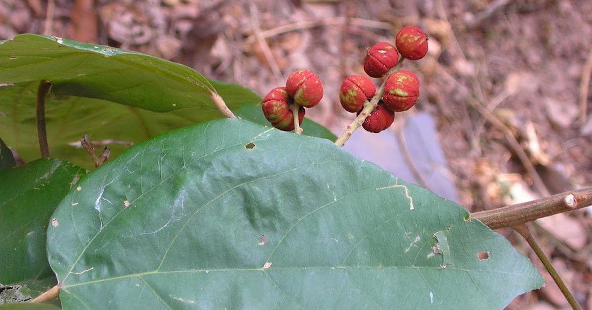 Medicinal Plants: Mallotus philippinensis Kamala Kunkuma Kurangu Manjanari