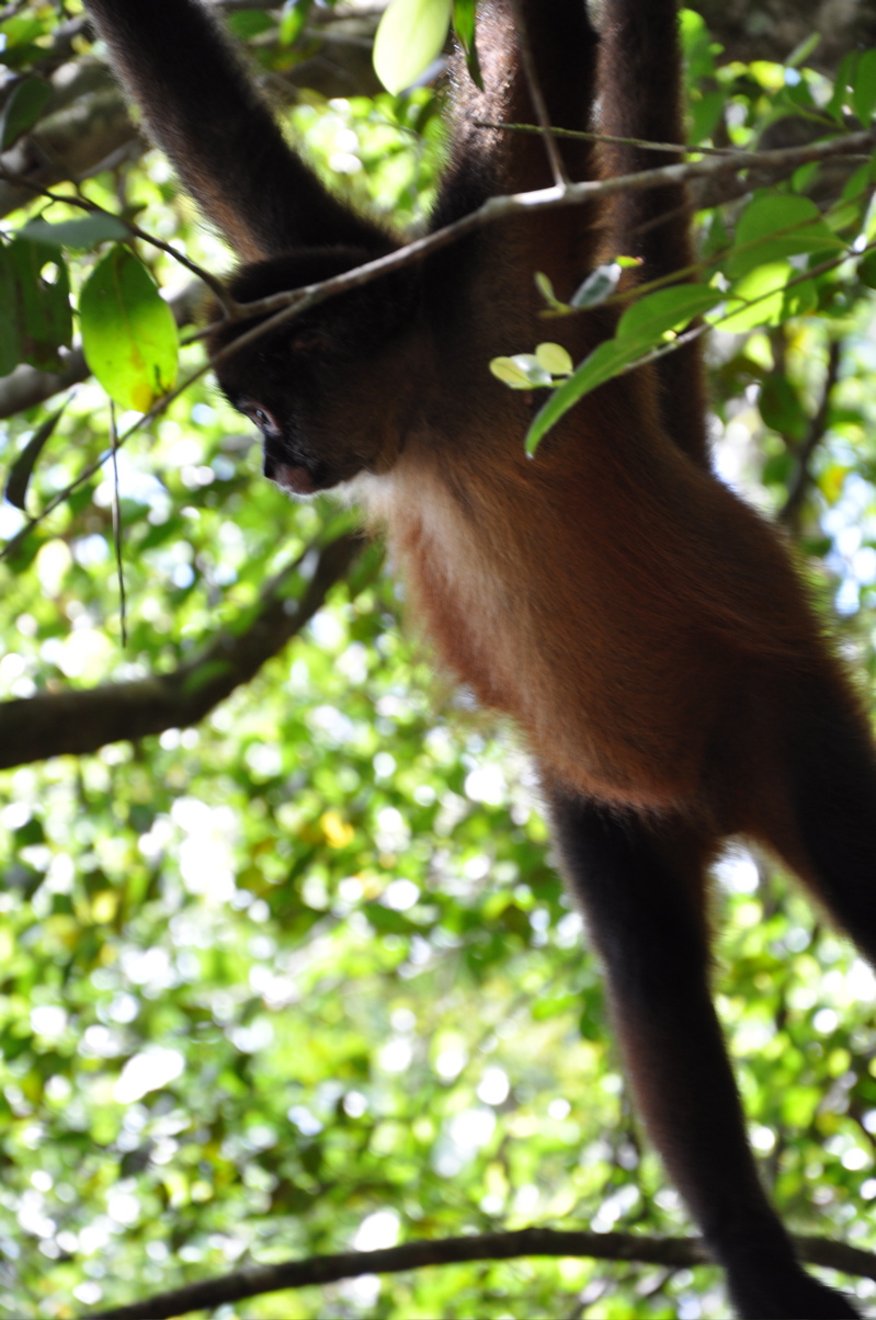 Osa Wildlife Sanctuary