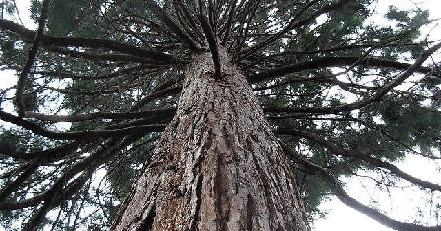 Top Ten Tallest Trees In The World By Height 2017 Report top-ten-tallest-trees-in-the-world-by-height-2017-report